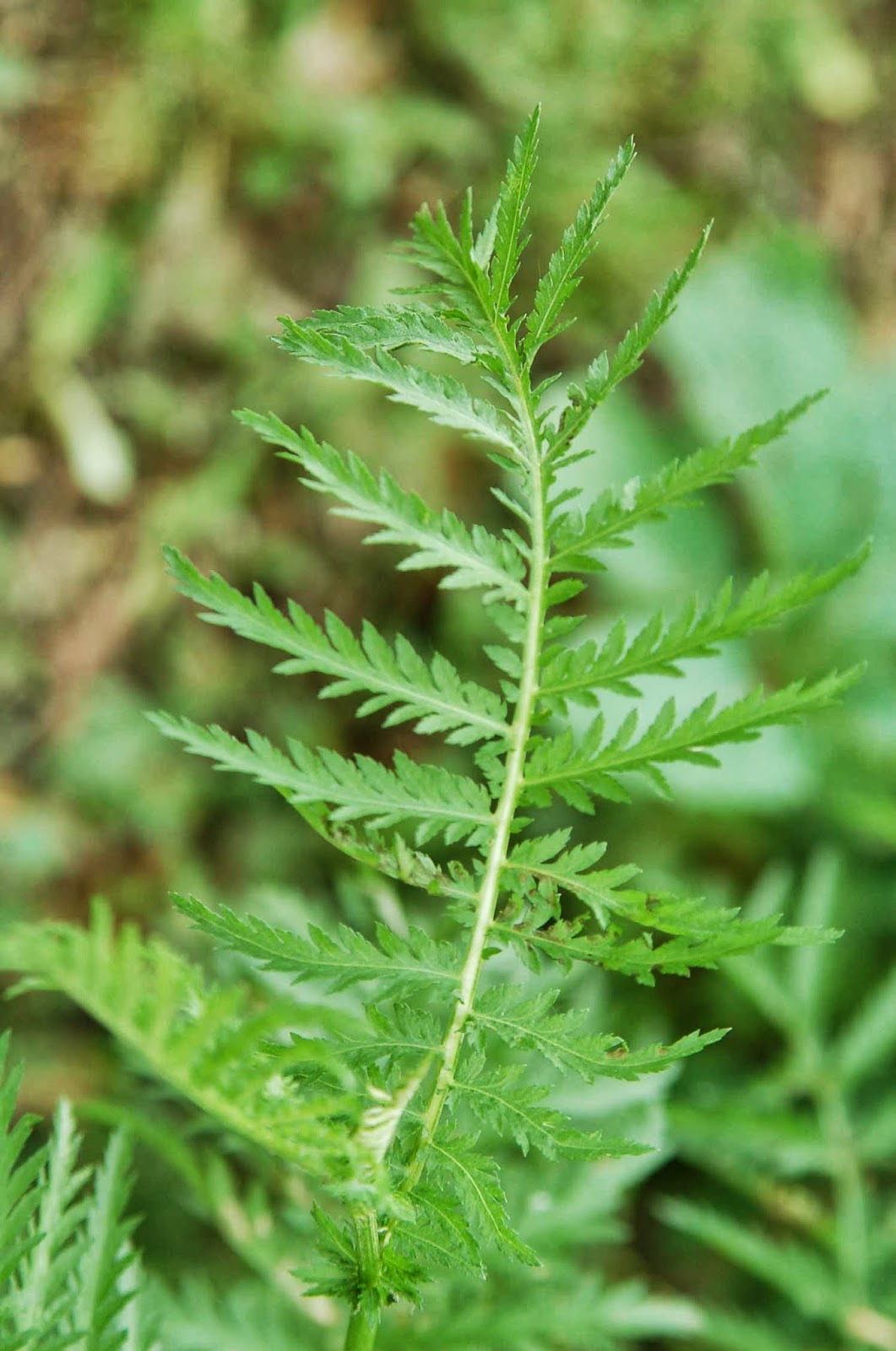 The Ripple Effect: Invasion of the Zombie Weed