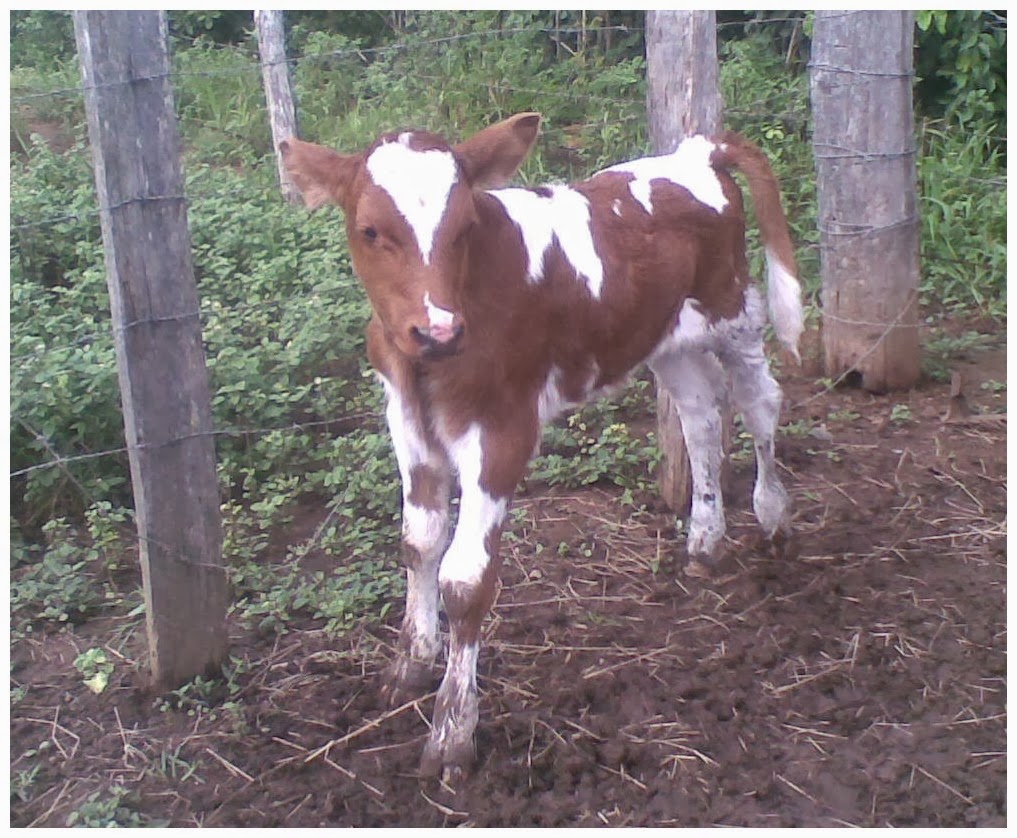 Generalidades de la Ganadería Bovina.: Holstein