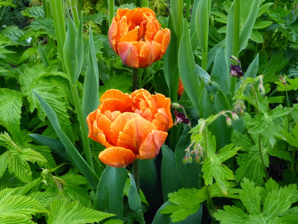 Høneballehaven på Samsø og Hellerupvej på Fyn: Mørke skyer og humla