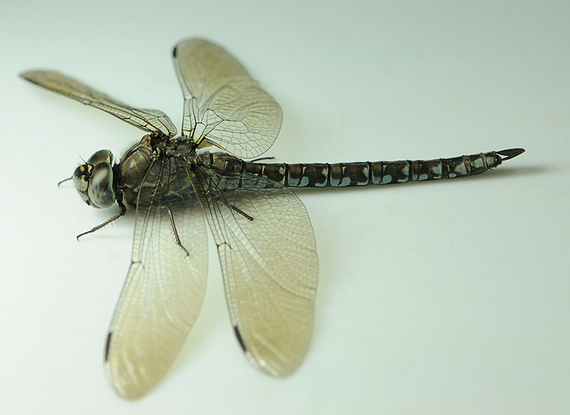 O. B. Sirius: A Not-So Serious Sort of Blog: The State Insect of Alaska