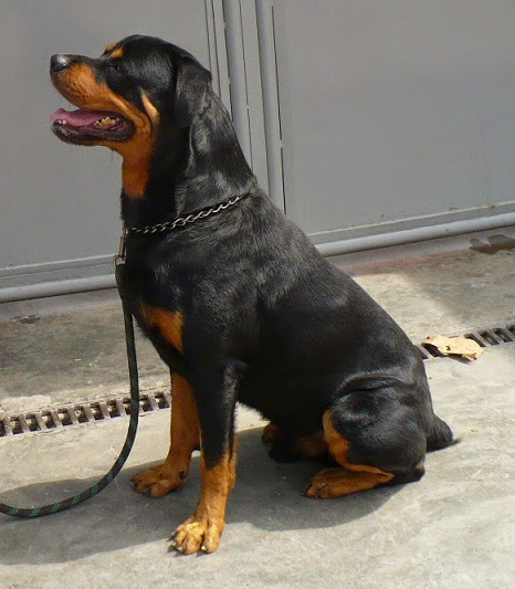 Adoperuvian : Seguimos esperando ... adoptanos !: BELLO ROTTWEILER ...