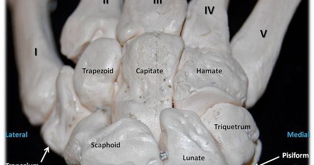 Kreated by Krause: How Do You Memorize the Carpal Bones?