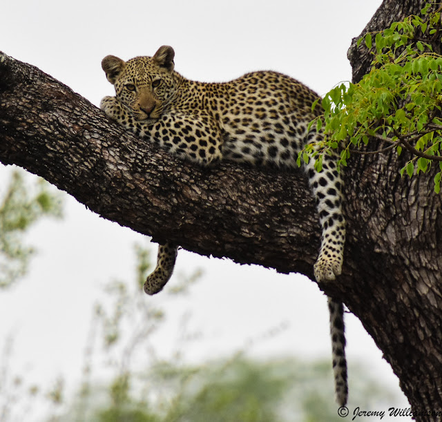 Far and Wild Safaris Blog: Mjejane River Lodge, Mjejane Game Reserve ...