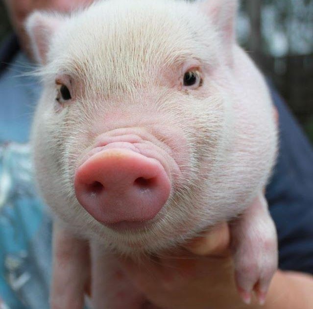 My Daily Balancing Act: This little piggy came home!