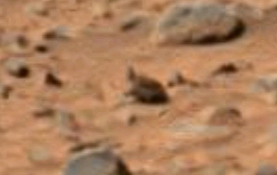 Mars Anomaly Tracker: Turtles