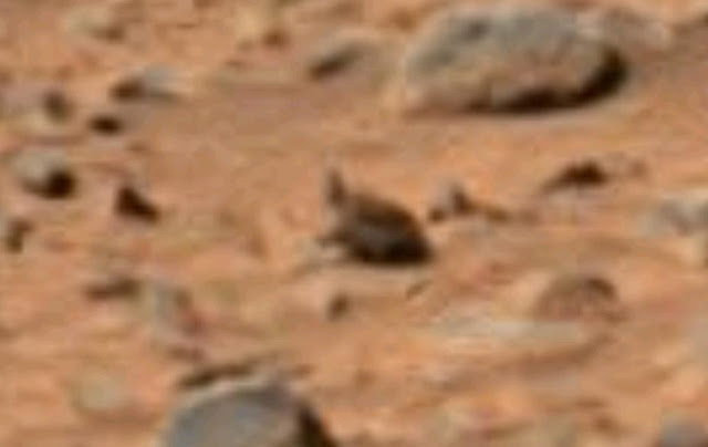 Mars Anomaly Tracker: Turtles