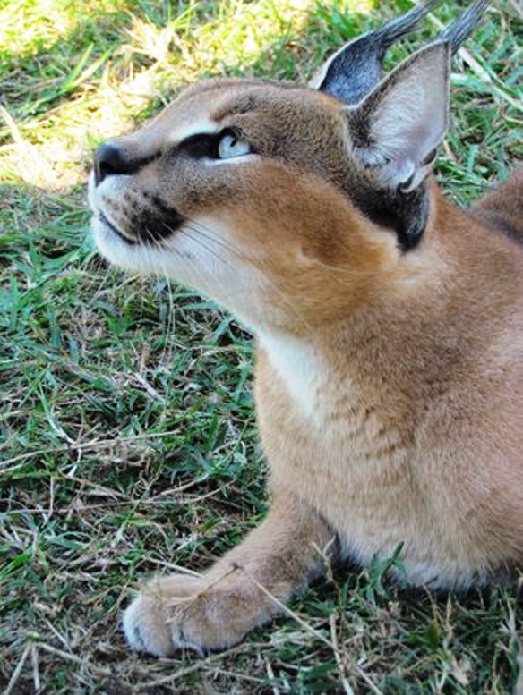CARACAL CAT photos - wallpapers (ανανεωμένο) | the fun bank