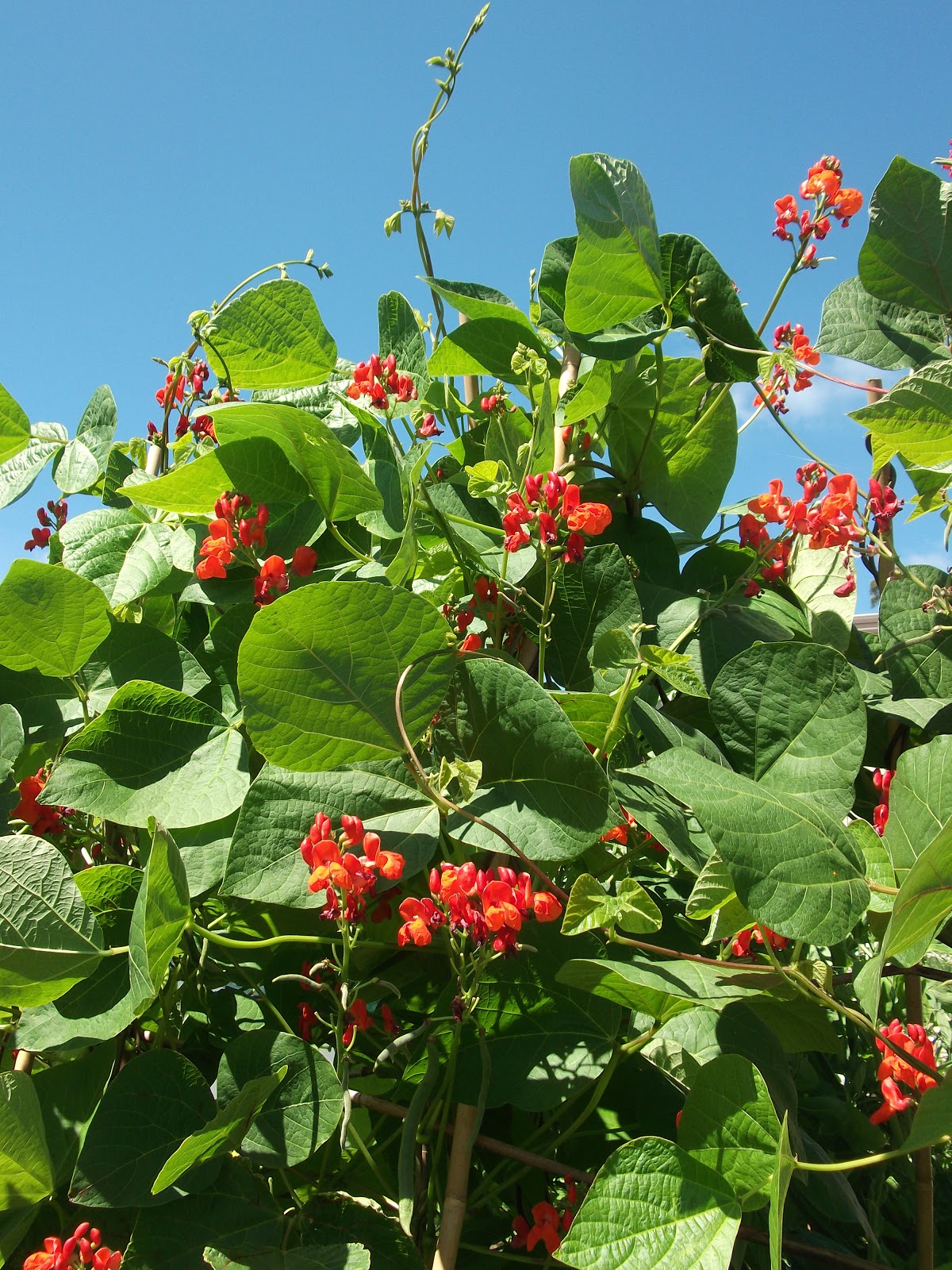 Innogen & Igraine: Great Grandma's Runner Bean Chutney