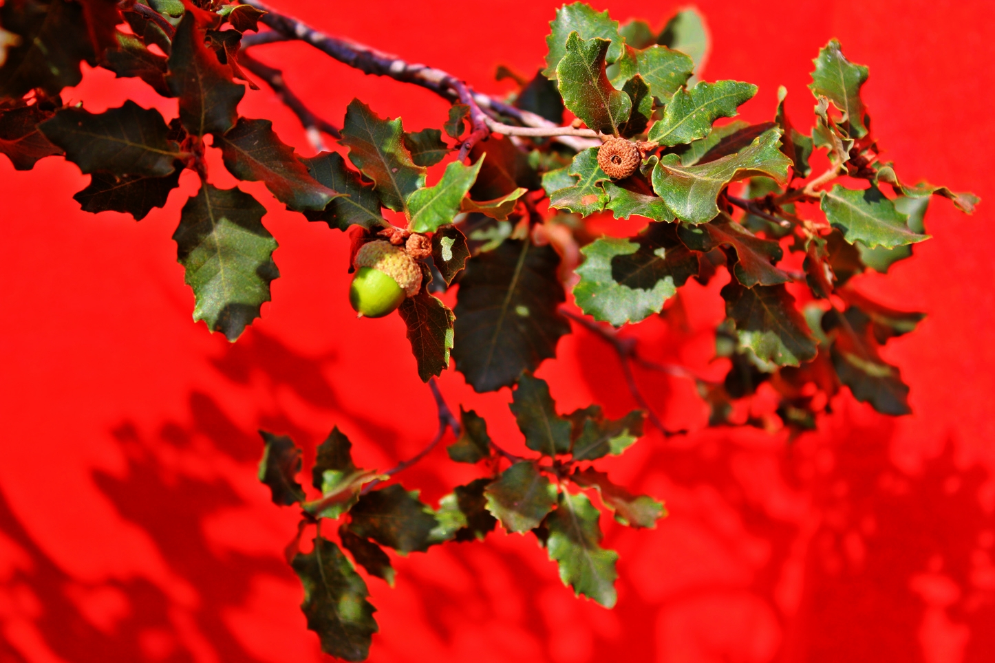 Yamadori Passion: Roble, Carvalho, Oak Tree. (Quercus Robur)