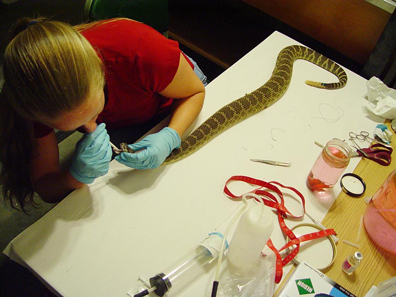 Ophidiophilia: Rattlesnake Research at Cal Poly