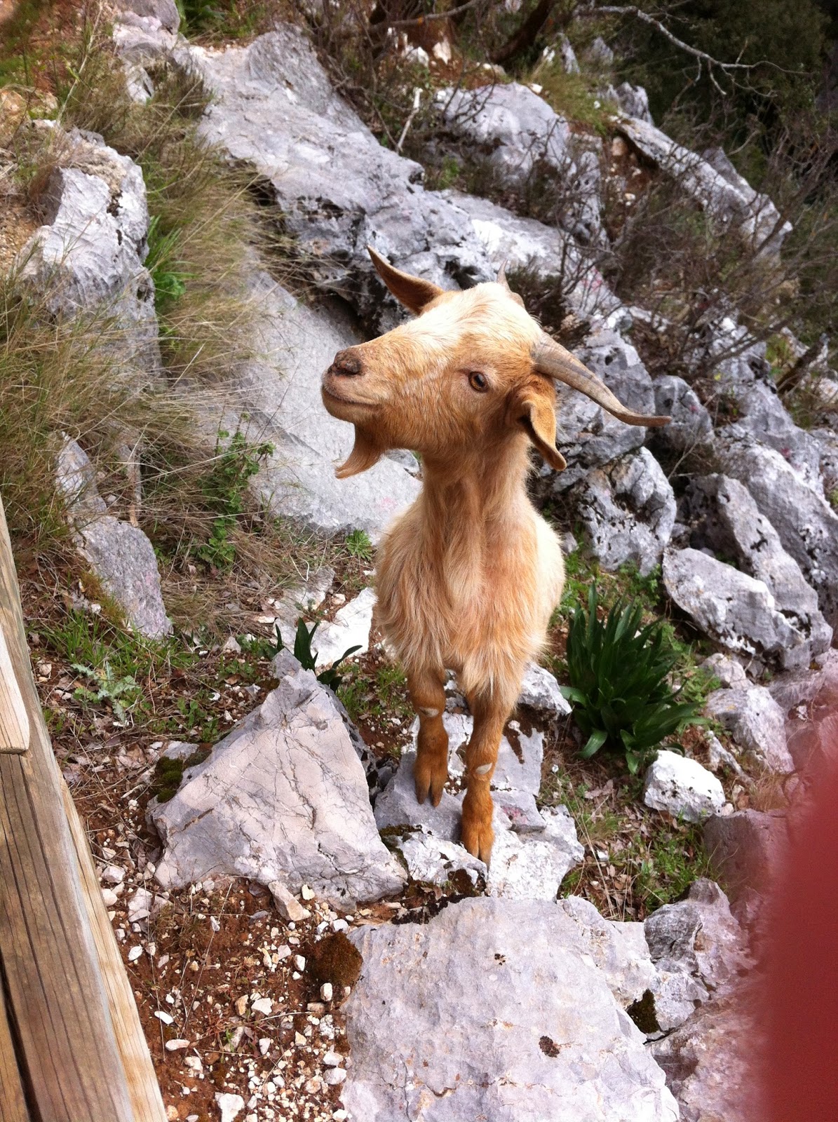 Hotel El Curro, Sierra de Cazorla: Popurrí de fotos de comienzos de la ...