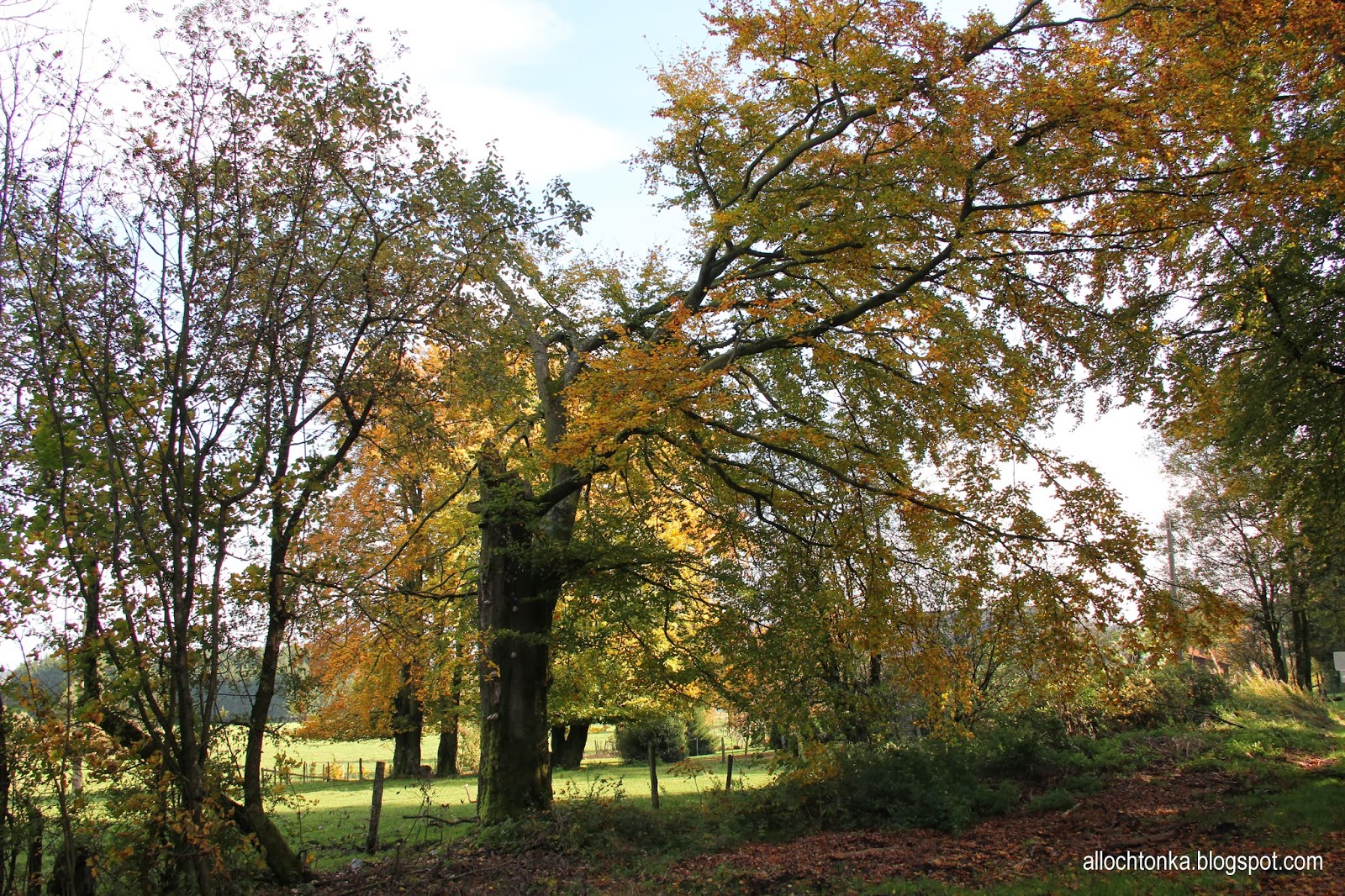 Allochtonka - życie ekspatki w Holandii: Złota jesień w Ardenach