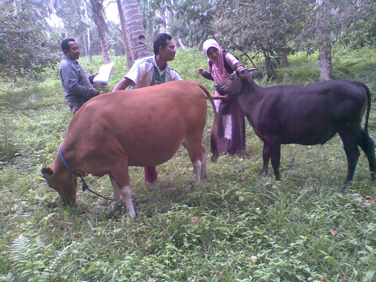 yanique blog: Pendataan Sapi Potong, Sapi Perah dan Kerbau