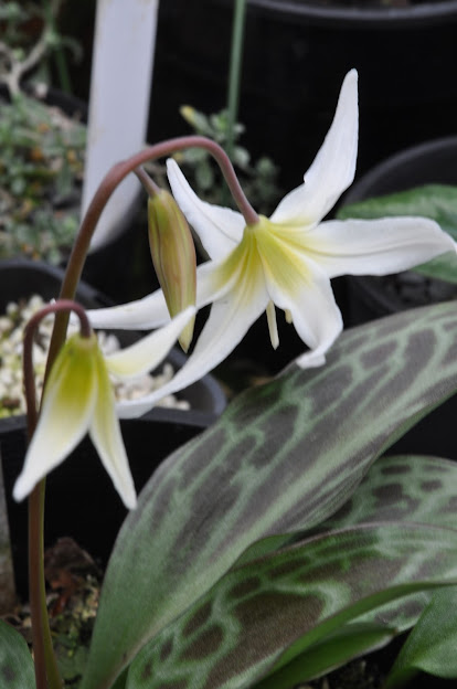 Alpine Garden Society Victorian Group: Perfect Woodland Plants ...