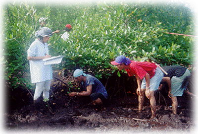 Go Green: PENGERTIAN REBOISASI DAN PENGHIJAUAN