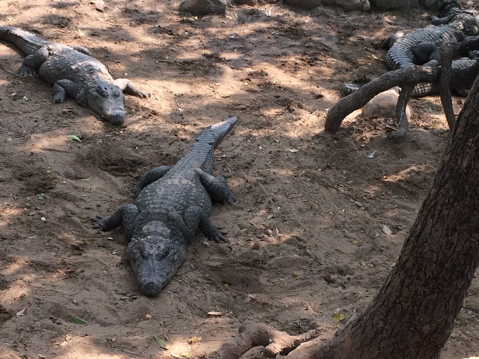 Madras Crocodile Bank