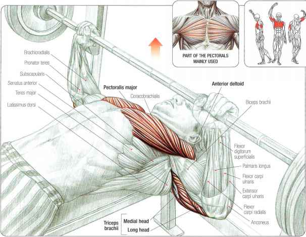 How to Build The Perfect Pectorals! ~ multiple fitness