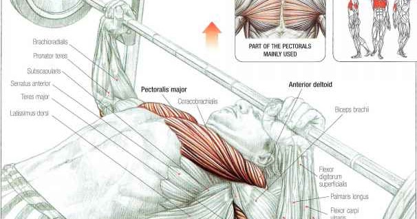 How to Build The Perfect Pectorals! ~ multiple fitness