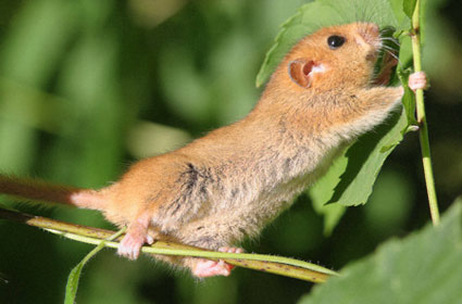 Dormouse | Wildlife Info-Photos 2012 | The Wildlife