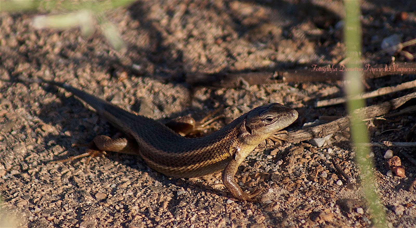 Lagartija colilarga = Psammodromus algirus | Fotografía Demetrio Fernández