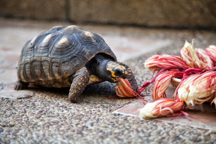 El morrocoy comeflor y la dama de la noche. / Semillas de Acacia