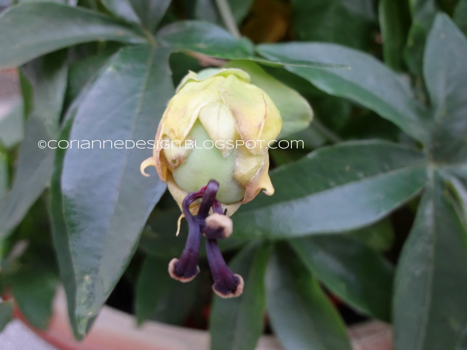 Corianne Design: My Blue Passion Flower has got seed pods...