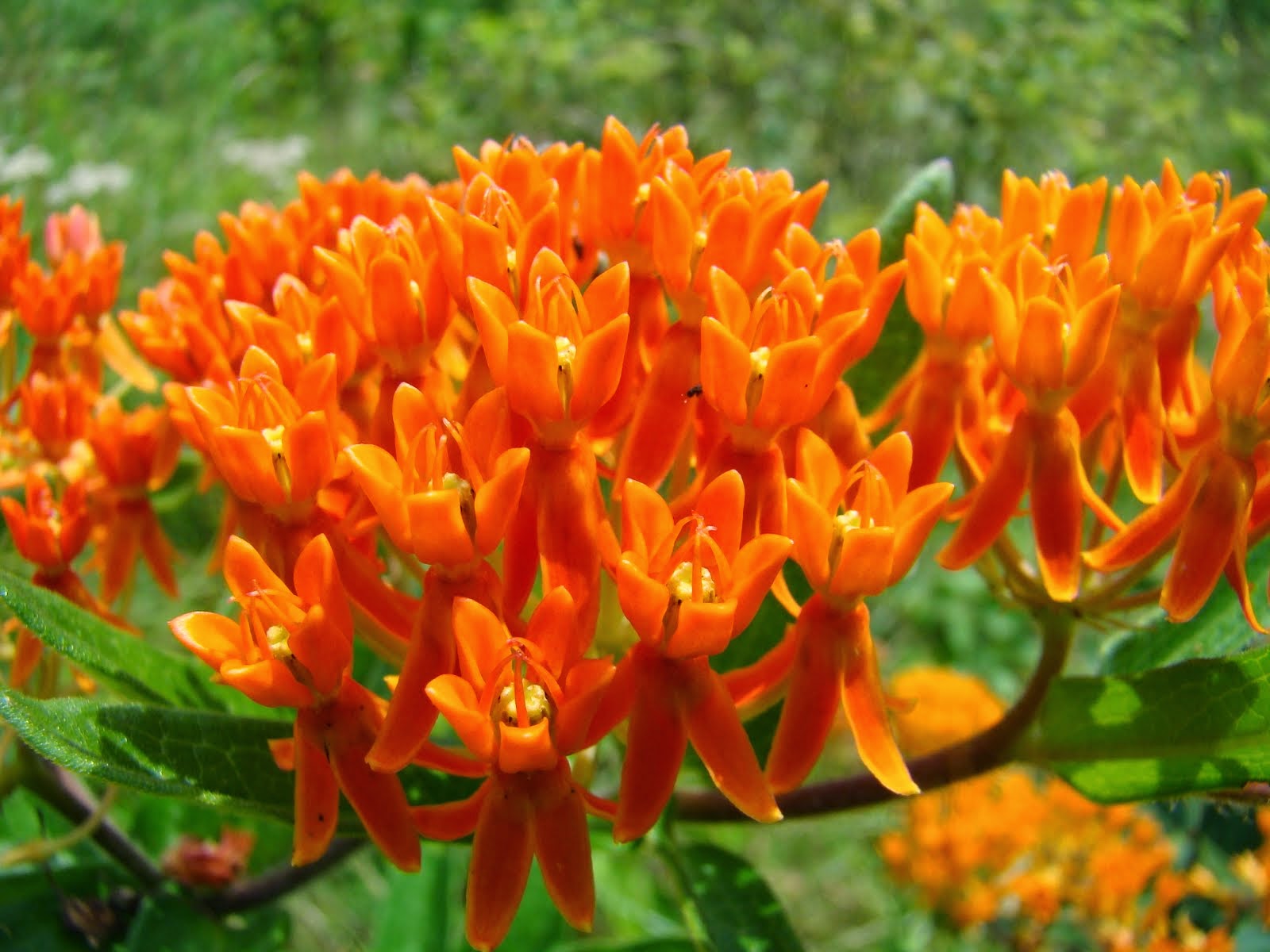 Pleurisy Root Tea Benefits ~ Healthy Tea 101