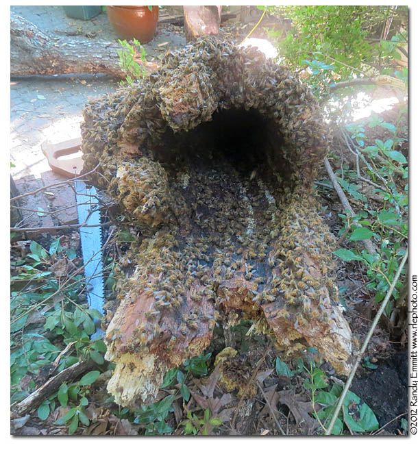 Randy & Meg's Garden Paradise: Downed beehive in a tree!