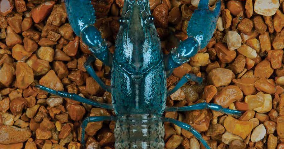 Marmorkrebs: Cover cray