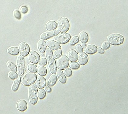 Short Notes on Microscopic Techniques: Different types of Microscopes ...