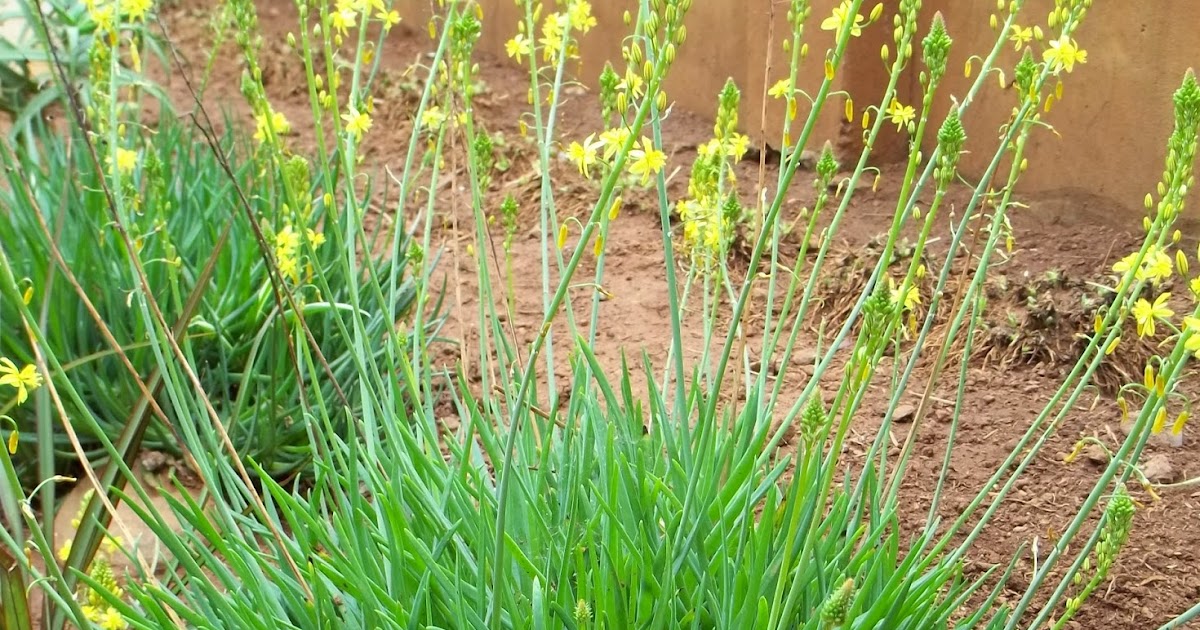 🌿 Tuinmaak in Suid Afrika 🌵: Balsemkopiva - Bulbine frutescens