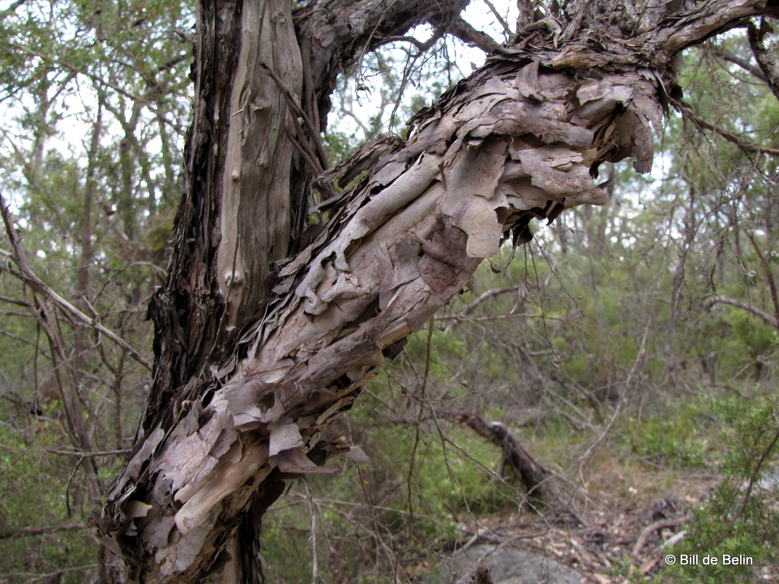 Sydney's Wildflowers and Native Plants: Leptosperm um trinervium ...