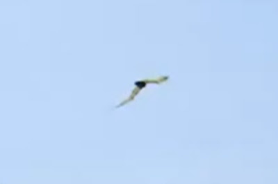 Phantoms and Monsters: Pulse of the Paranormal