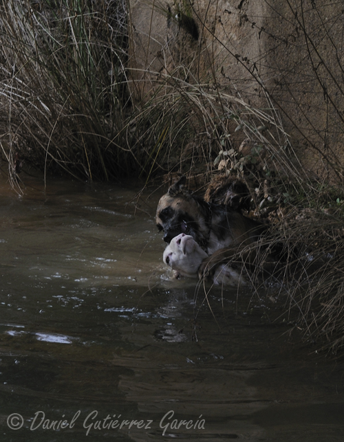 Naturaleza y fotografía: Los perros del río