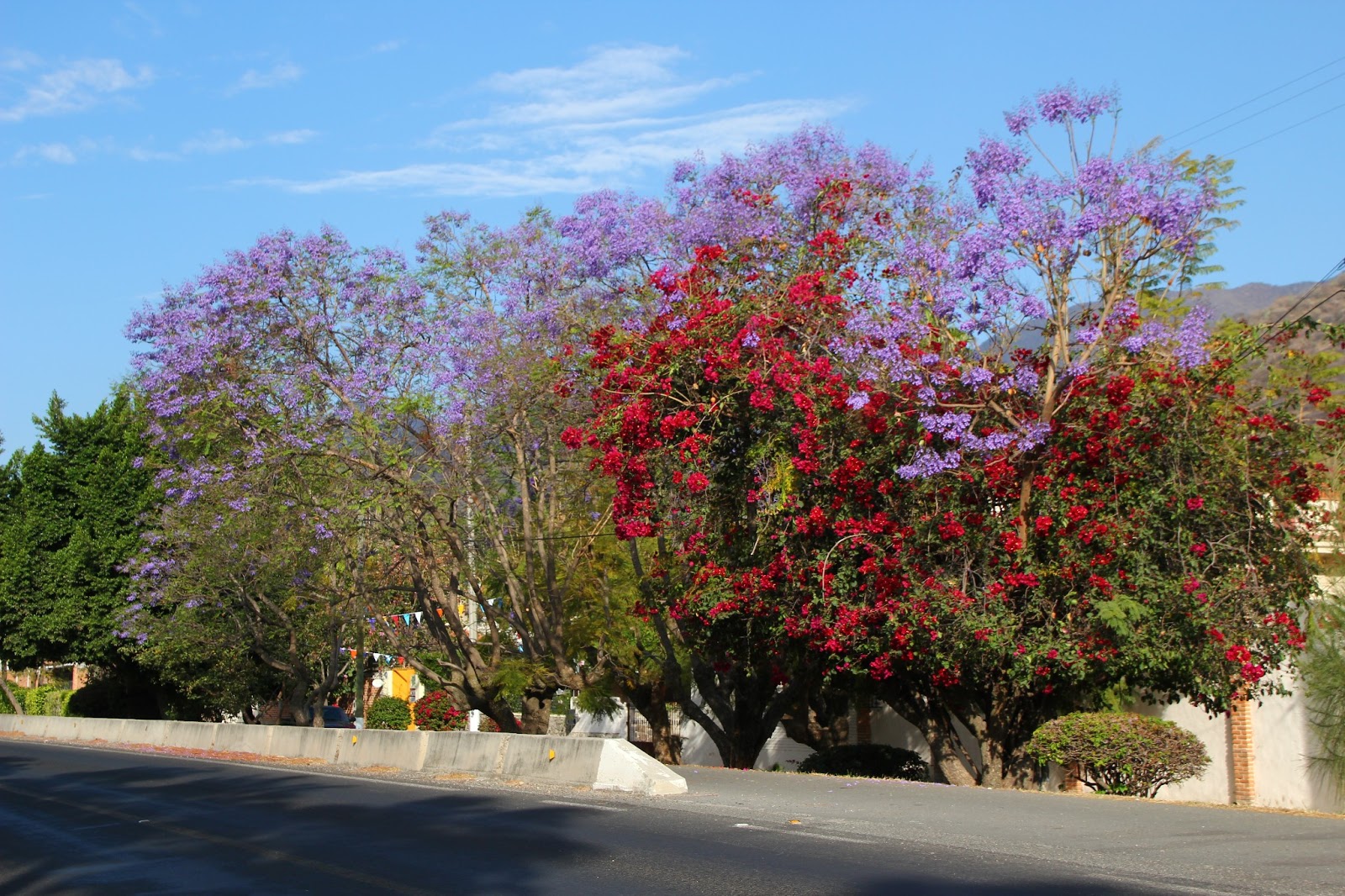 Ames' Adventures: Signs of Real Spring in the Land of Eternal Spring