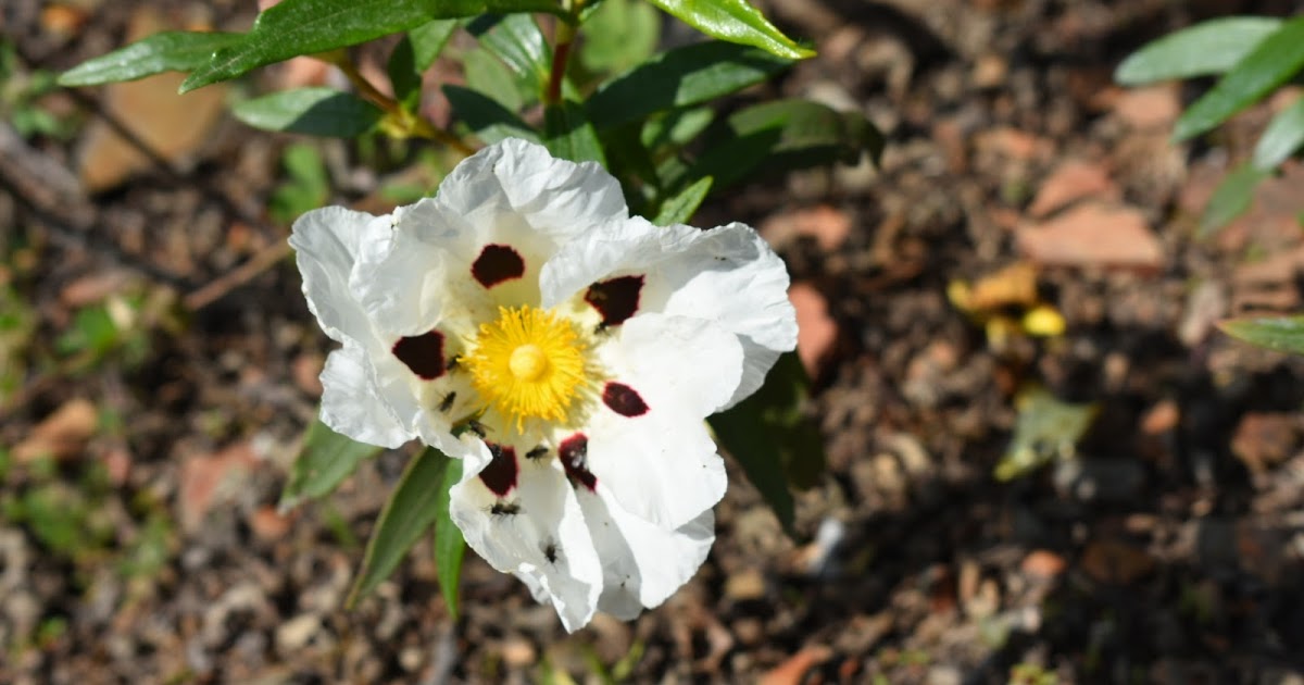 estado de Barrancos: Flora - a flor de esteva