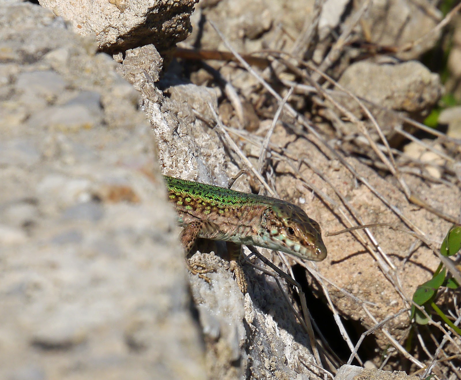 ANFIBIOS Y REPTILES Y PEQUEÑOS MAMIFEROS.: 2018