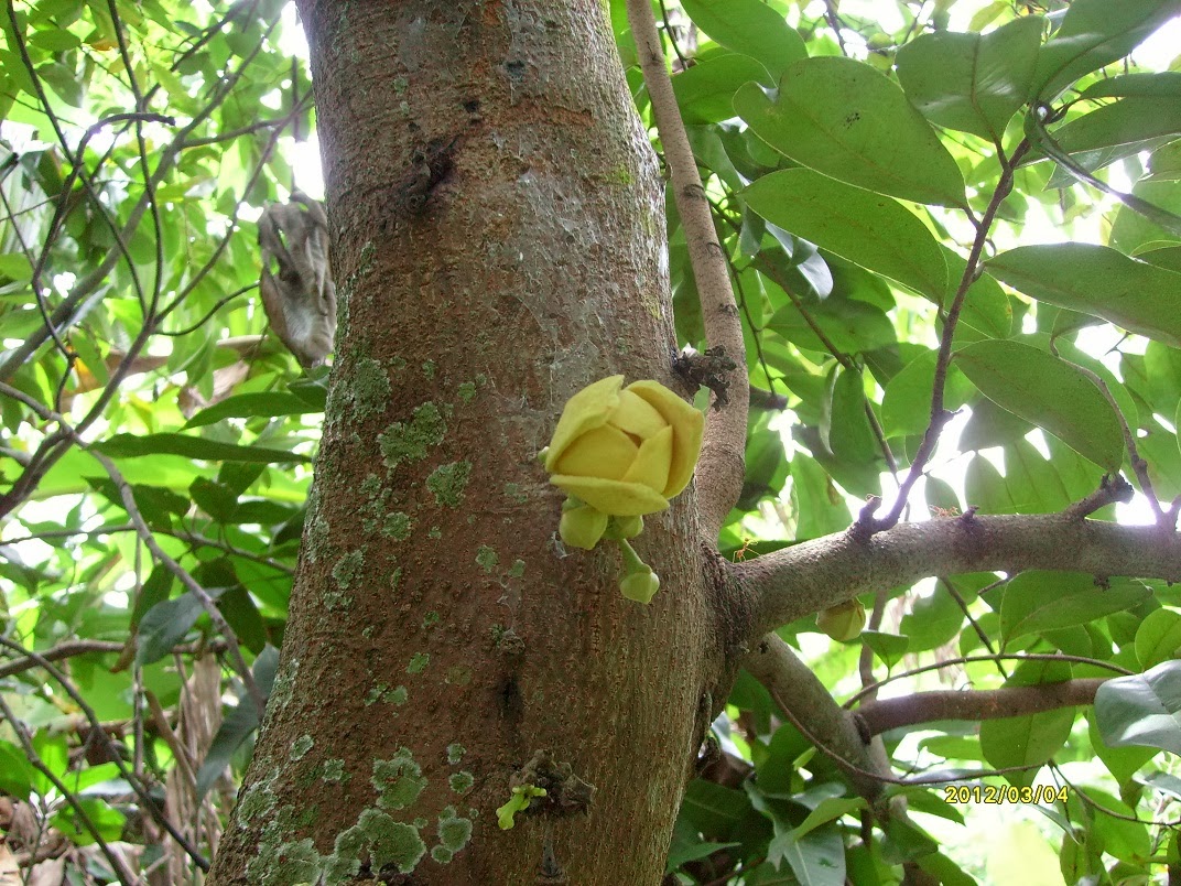 Exotic Plants in Indonesia : Graviola Flower