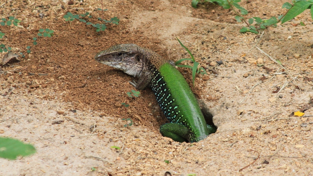 Bonito - MS / BRASIL: lagarto verde jardim (ameiva ameiva) / Bonito - MS
