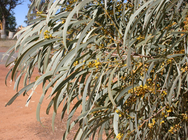 Toowoomba Plants: Brigalow