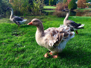 Cloudhidden: Fat Geese at a Nearby Garden And Chrysanthemums from Mine..