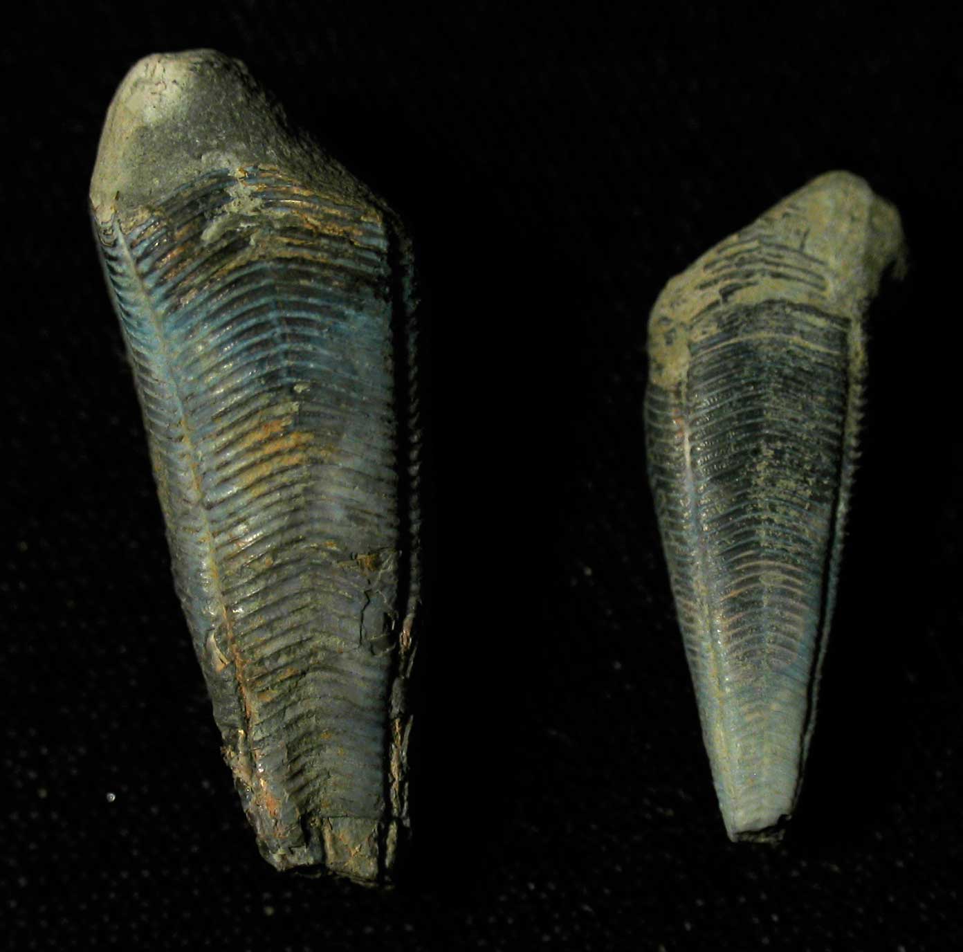 Louisville Fossils and Beyond: Paraconularia magna