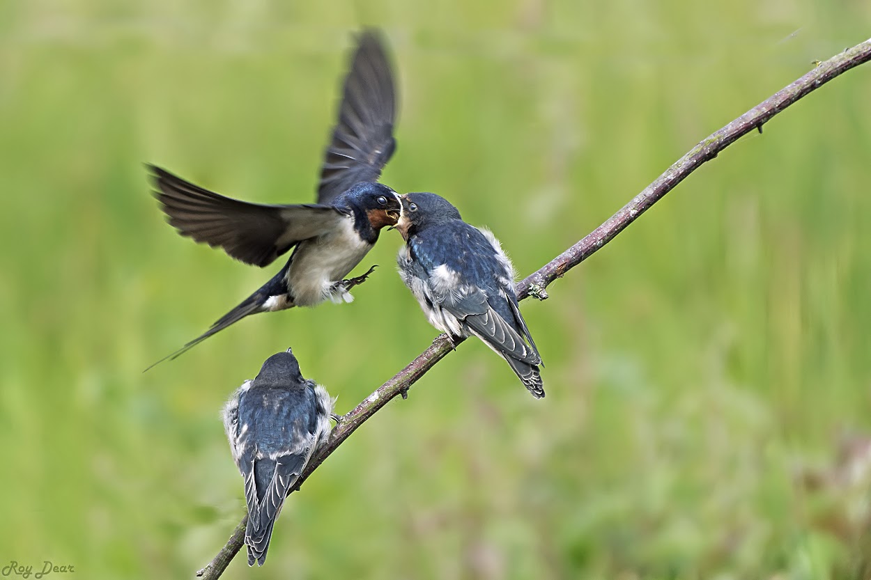 Foto's: Boerenzwaluw
