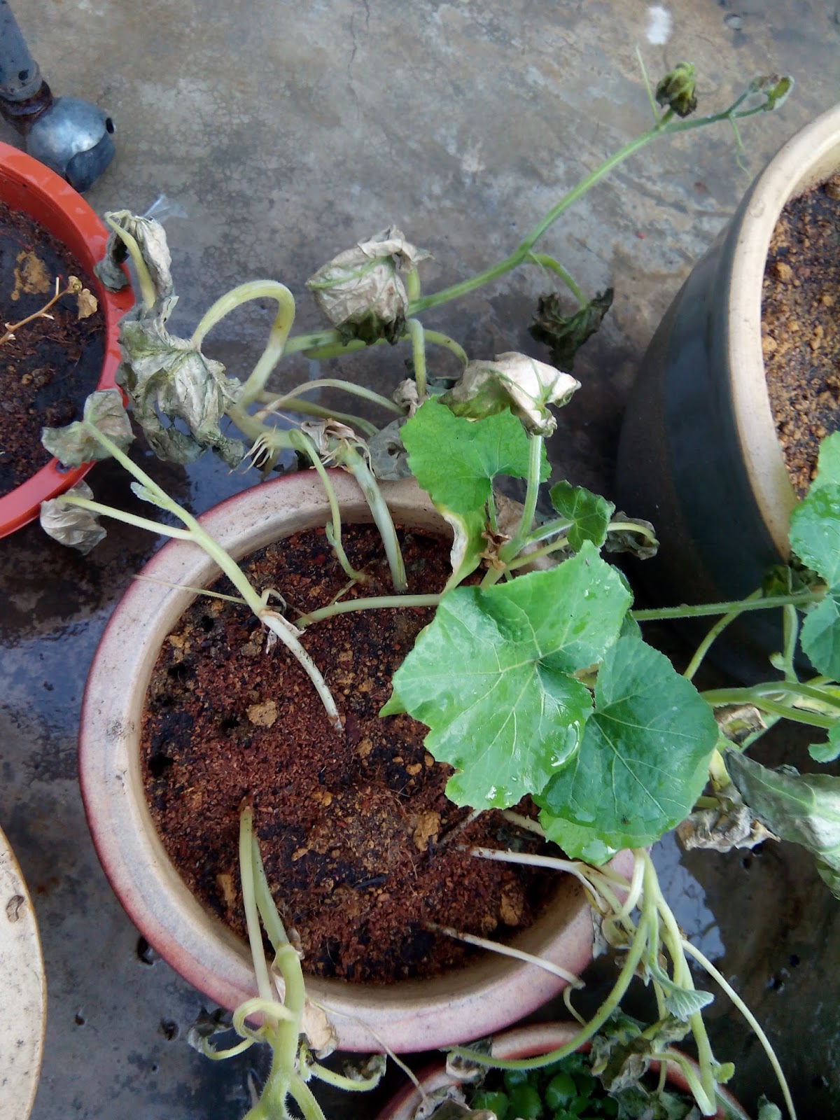 Belajar-Bertanam-tanaman: Pokok labu mati dan layu