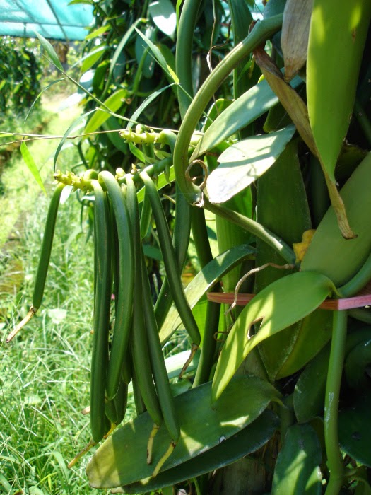 BiOSC UGM: Mengenal Vanilla planifolia