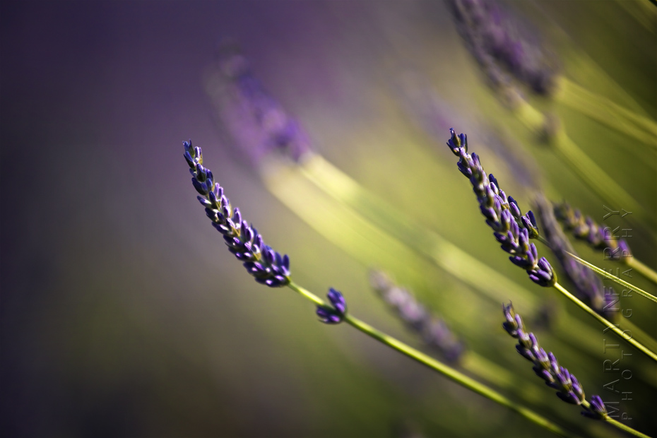 Photo journal of sorts: Extreme apertures in the lavender fields