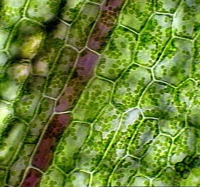 PRACTICAS DE BIOLOGIA: PRÀCTICA No. 2 DIVERSIDAD CELULAR