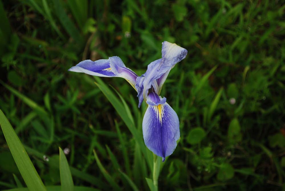 Space Coast Wildflowers: Orlando Wetlands Park, April 13, 2012