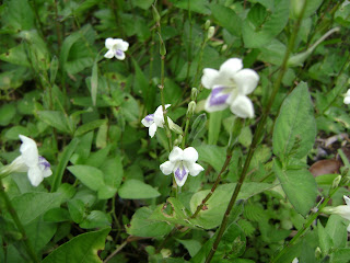 TENGOKU NO SHIZEN : Zassou - Weeds