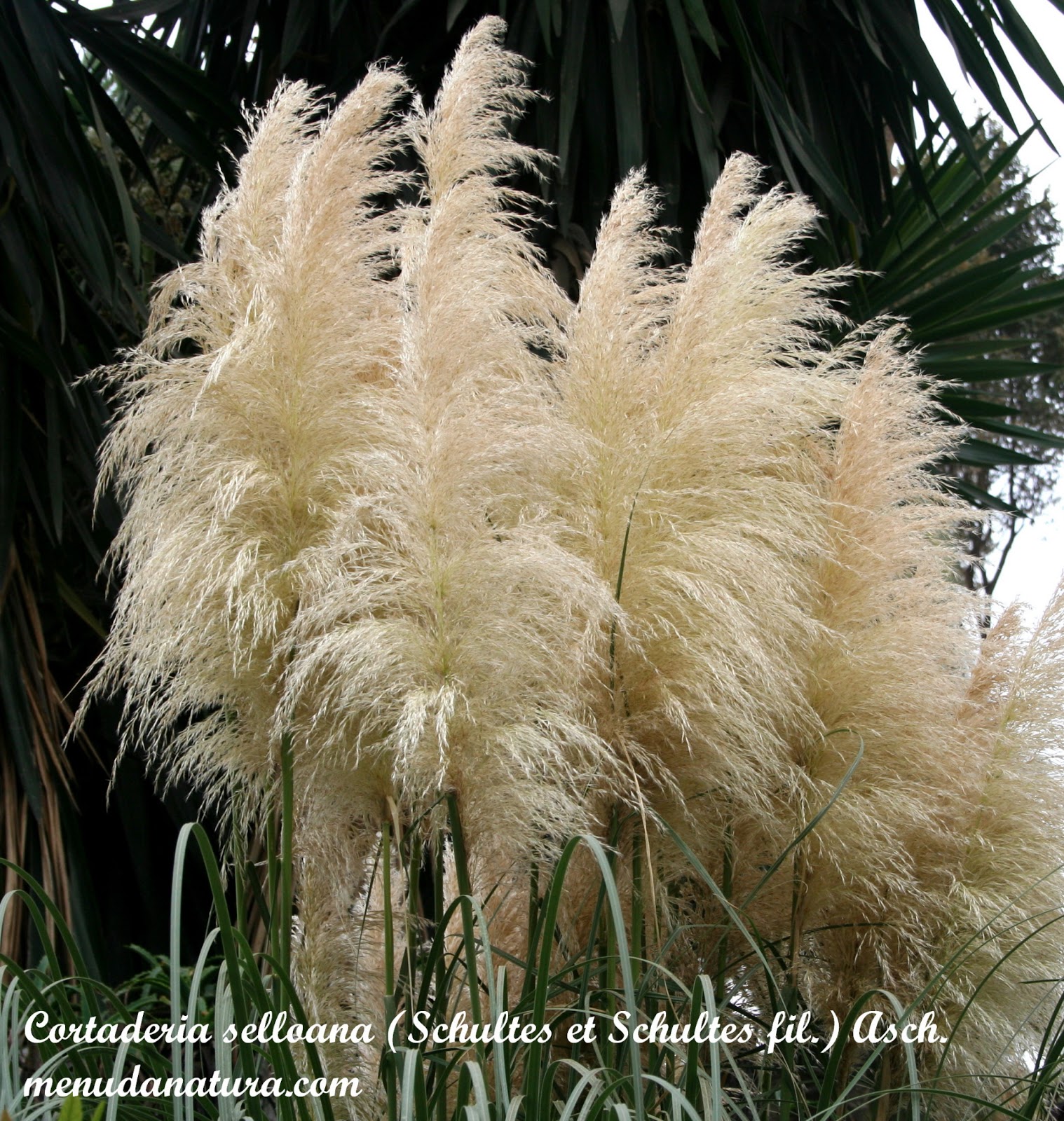 El Jardí de Menuda Natura: de març 2013